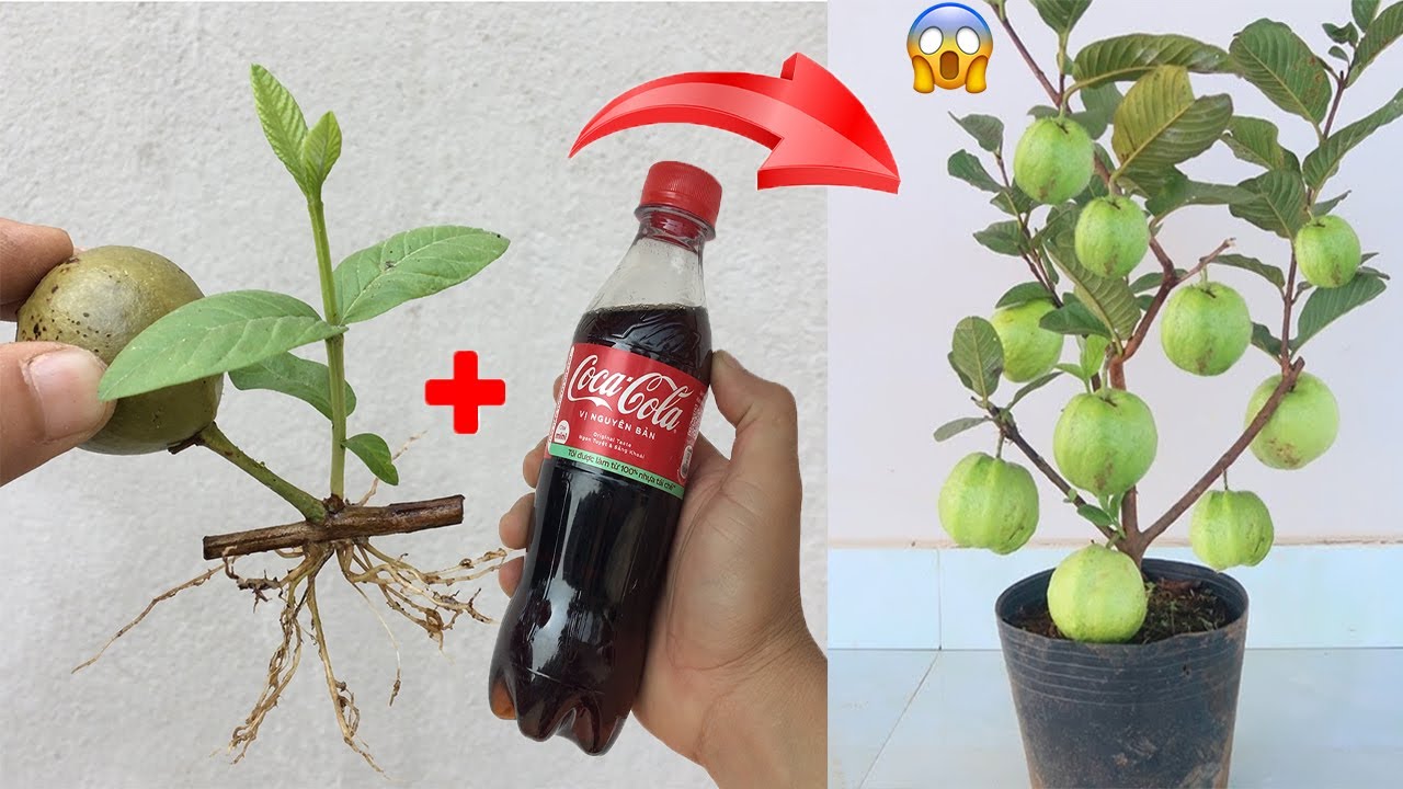 Propagate guava with coca cola and banana, stimulating the tree to bear ...