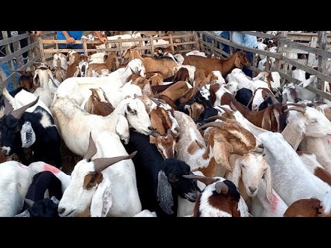 Feira dos Caprinos e Ovinos, Bode e Ovelhas em Campina grande na ...