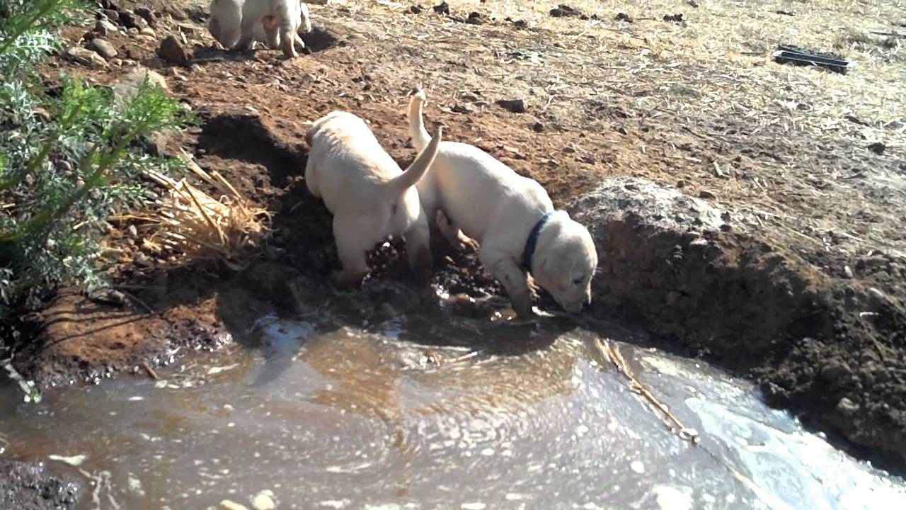 Playful Funny Yellow Lab Puppies! - YouTube