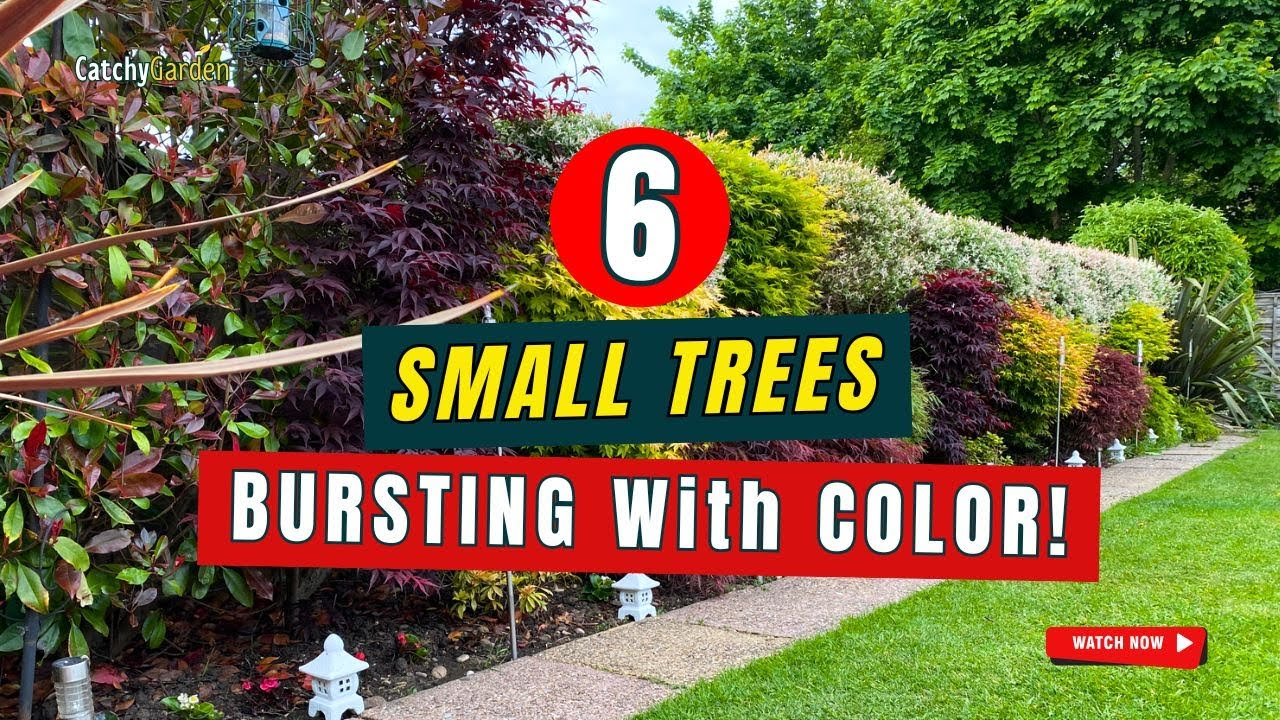 TOP 6 SMALL TREES BURSTING With COLOR!🌺🌳🌸 // #gardeningideas - YouTube