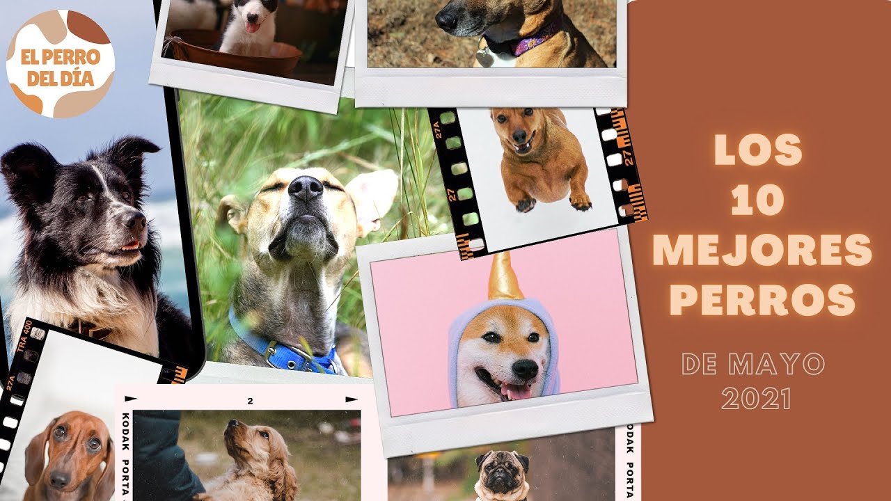 Top 10: Los Mejores Perros de Mayo - YouTube
