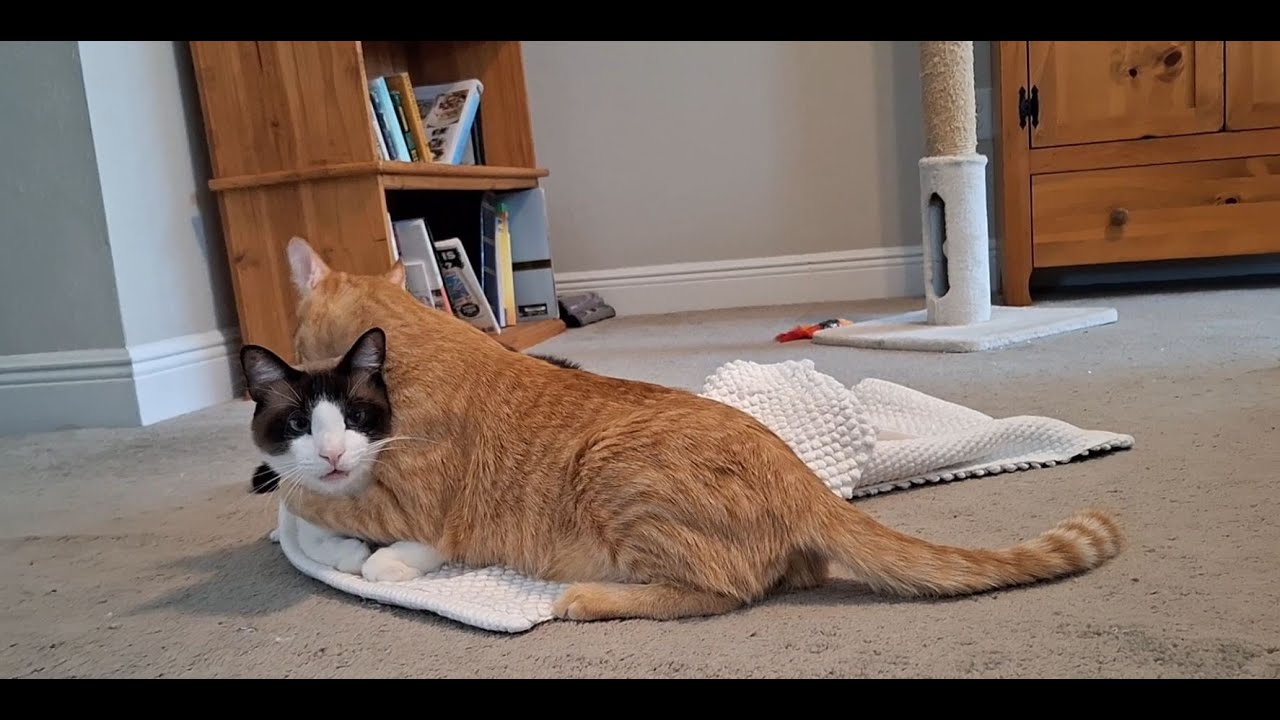 Cat Puts Friend in a Headlock - YouTube