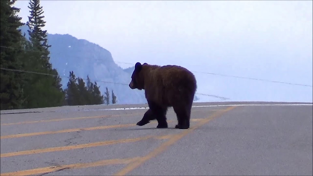 Bears of Banff - YouTube