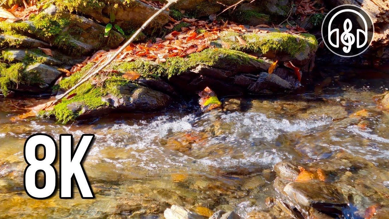Sounds of a forest stream with birdsong. 10 Minutes of nature video in ...
