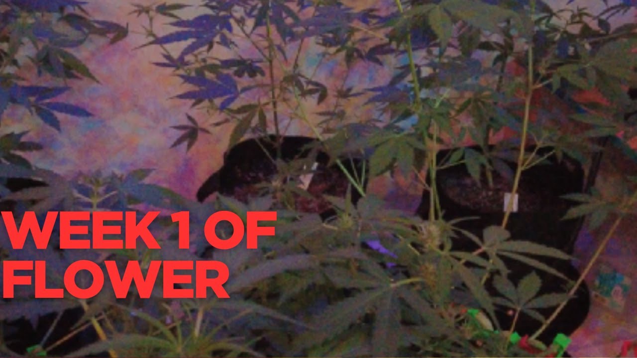 First Signs Of Blooming: Week One Progress In Your Crop - YouTube