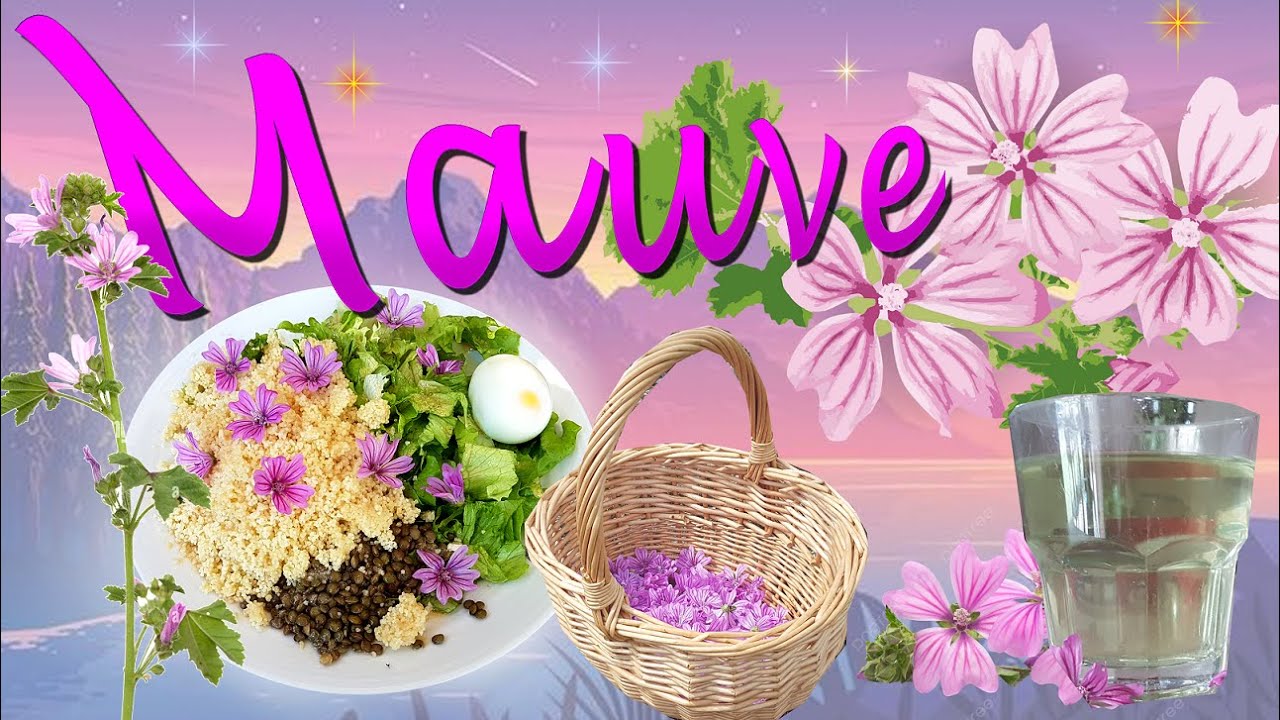 🌿🌸La mauve, douceur sauvage comestible et médicinale (bienfaits) 🌸 ...