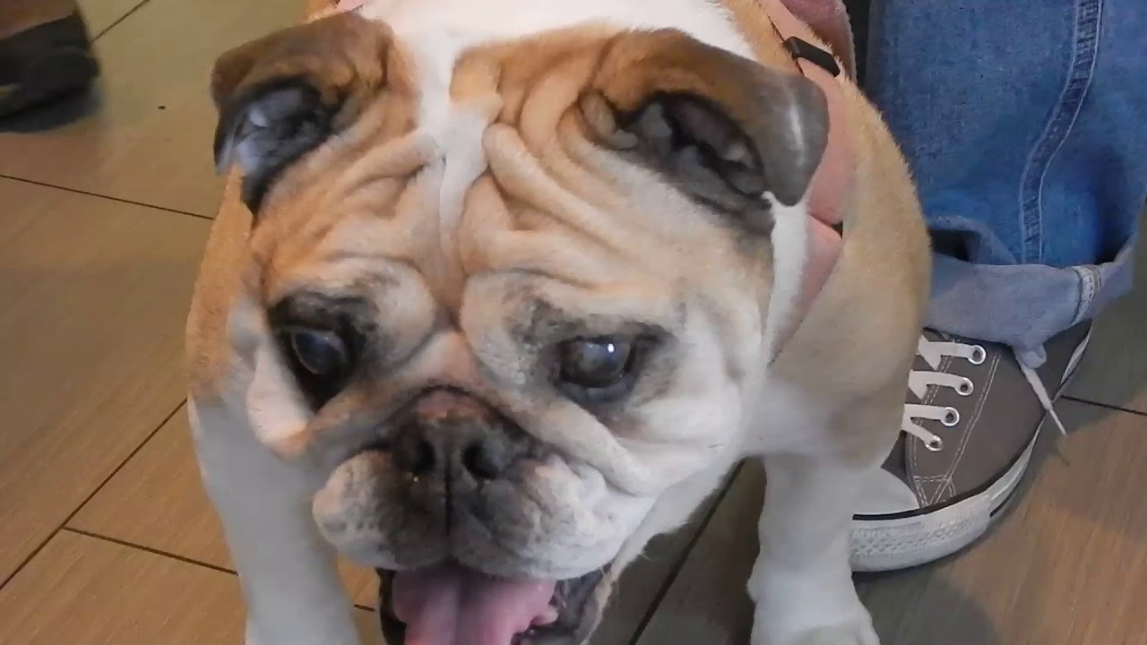 Dr. Kraemer Vet4Bulldog - SCBR blind bulldog at Dr. Kraemer - YouTube