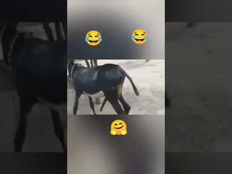 gadha vs gadhi donkey mating 🐩 romansh #shorts