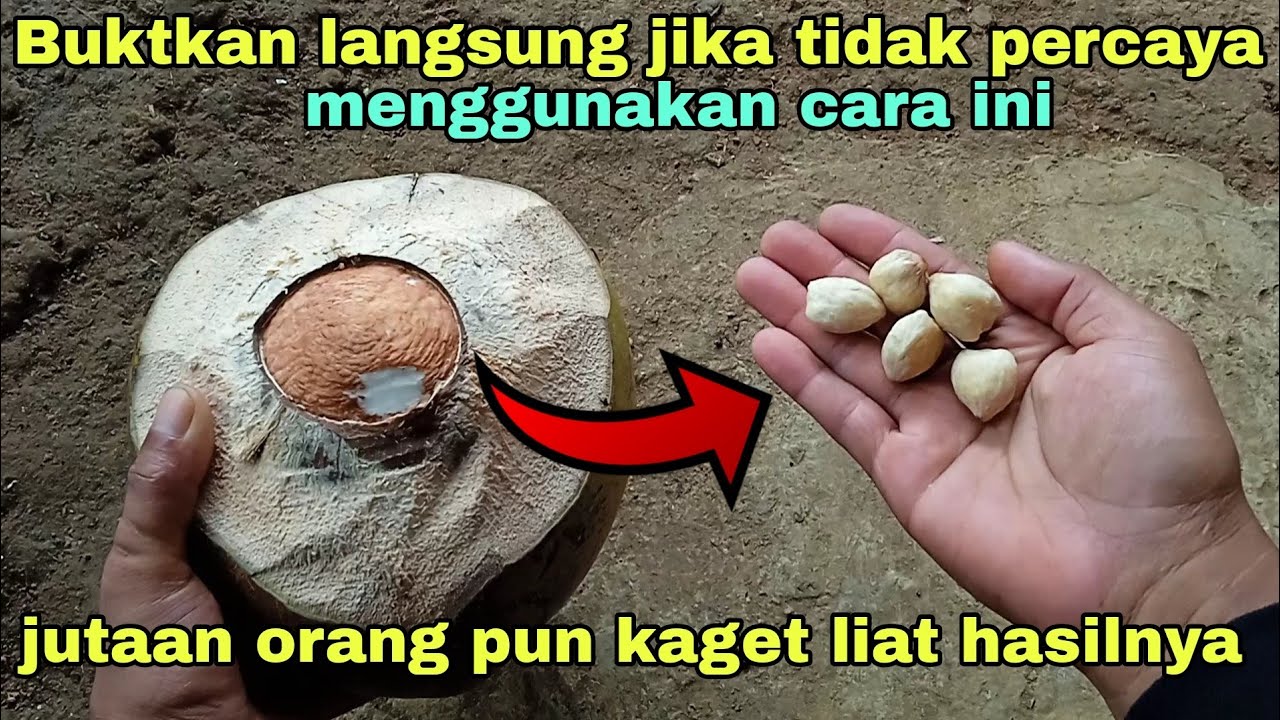 MERINDING liat subur dan lebat buahnya setelah disiram menggunakan cara ...
