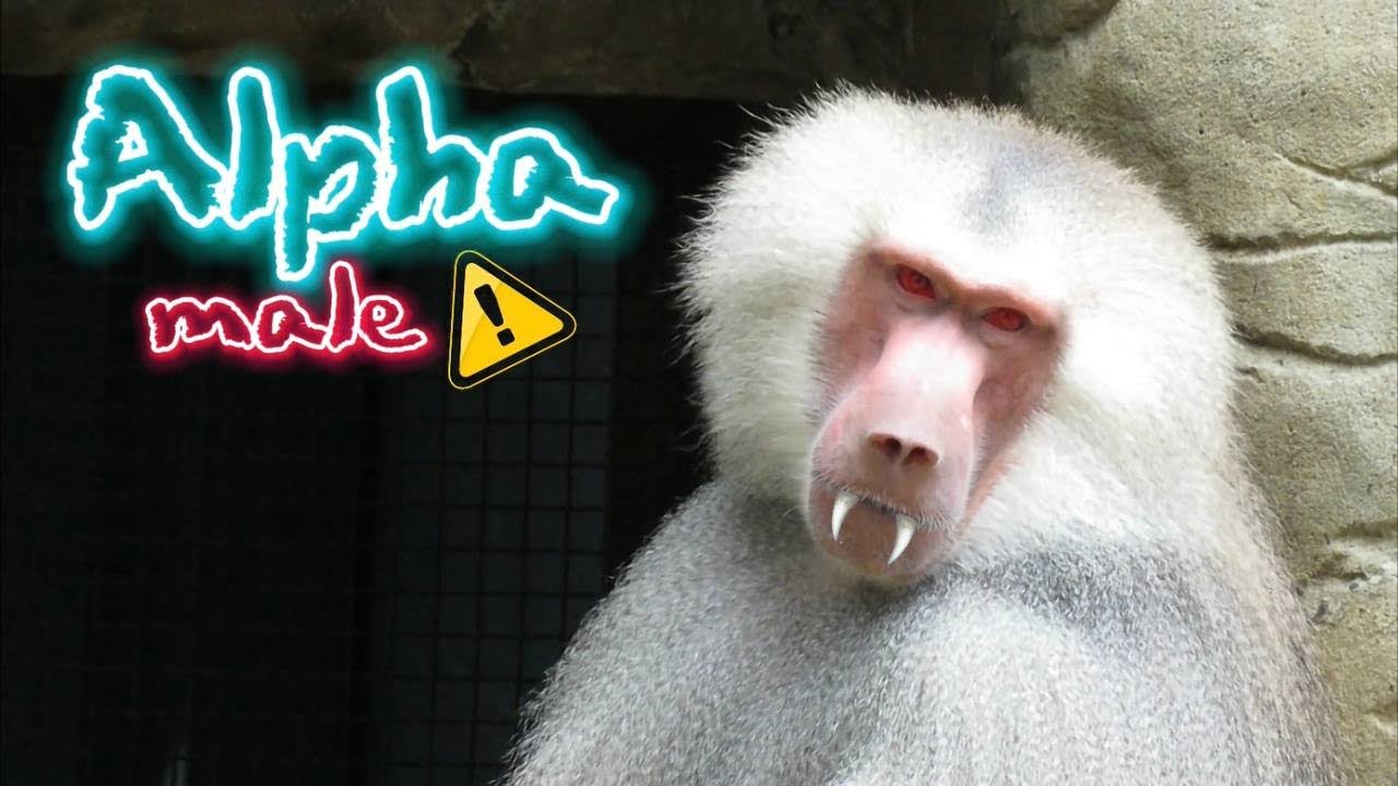 Alpha Monkeys - YouTube