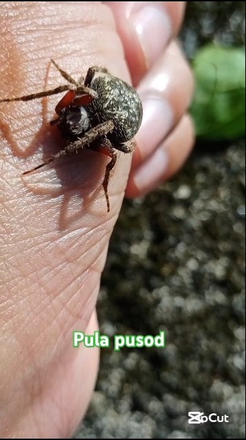 good size na pula pusod mga ka - G ️ - YouTube