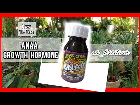 HOW TO USE ANAA GROWTH HORMONE AS FERTILIZER - YouTube