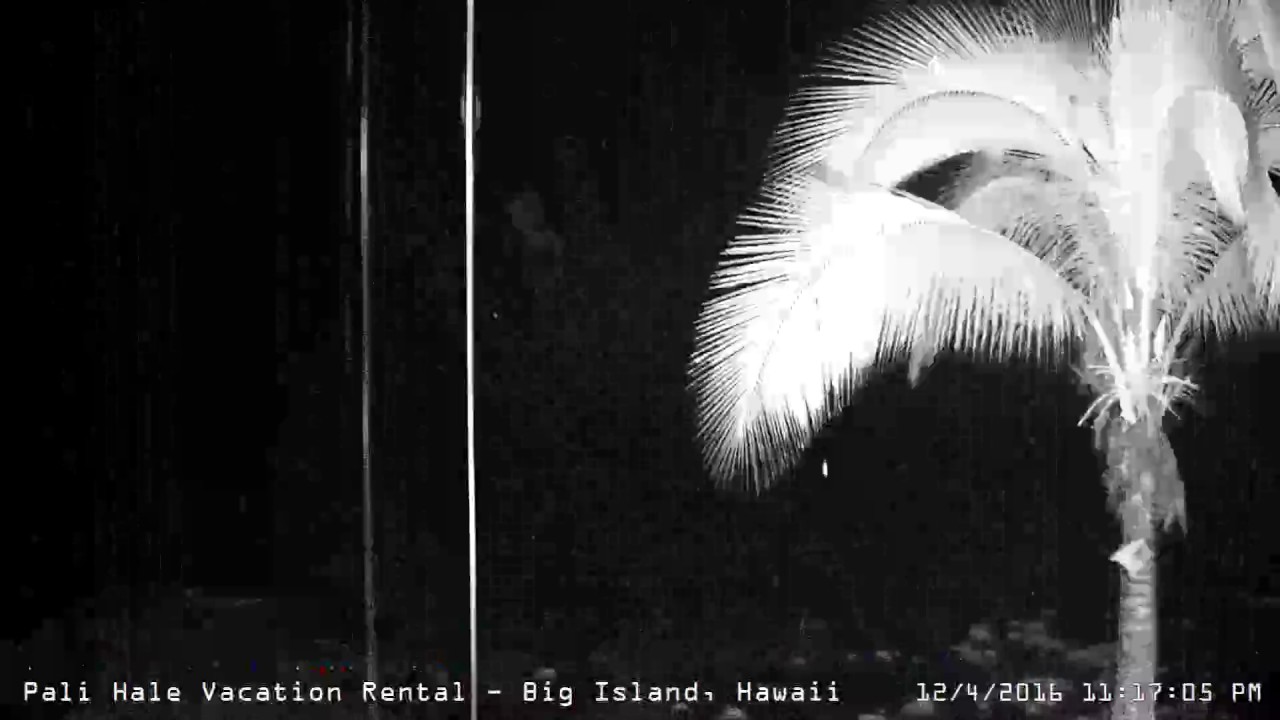 Pali Hale Live Stream from Puna Coast of Kea'au, Big Island Hawaii ...
