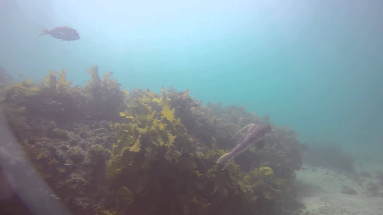 Sergeant Baker fish in manly - YouTube