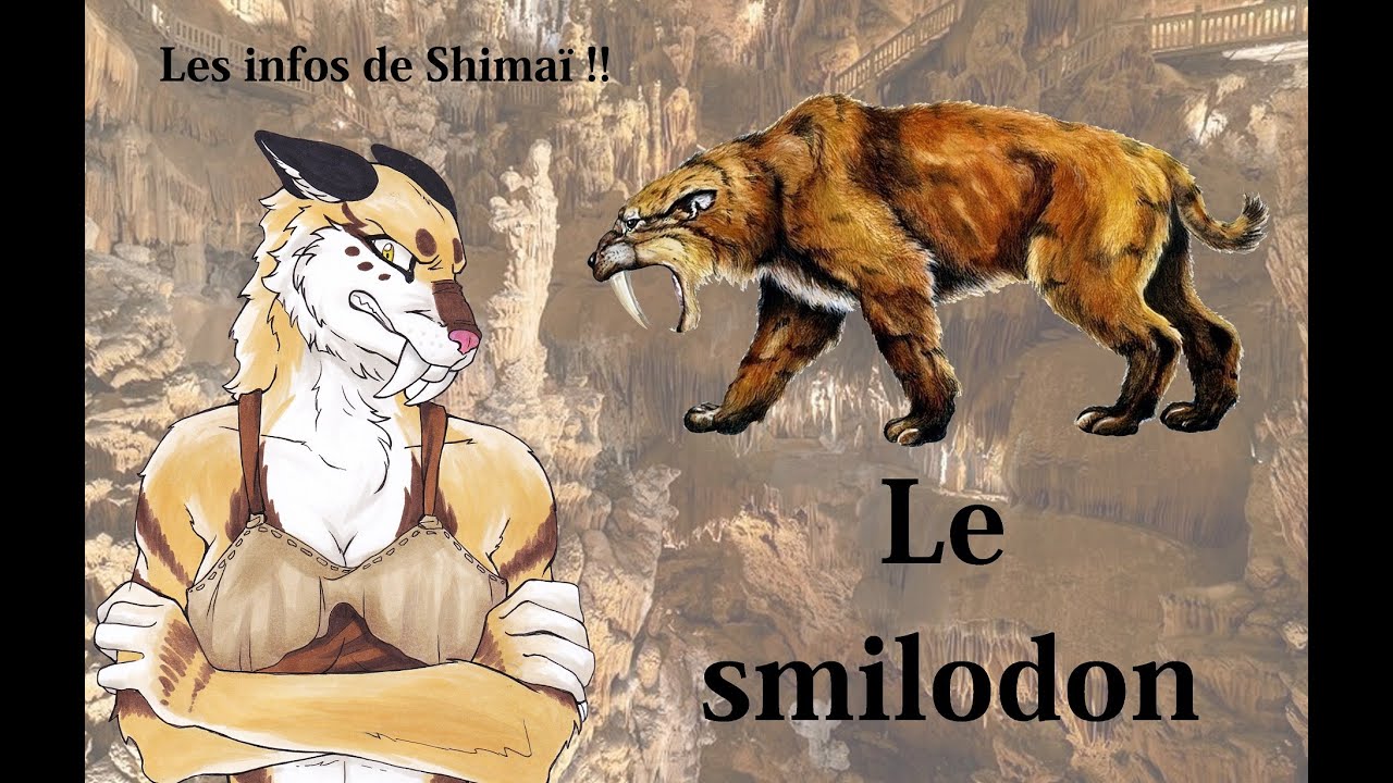 Shimaï Nature : Le smilodon - YouTube
