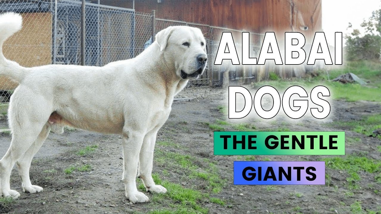 Alabai Dogs: The Gentle Giants You'll Instantly Fall in Love With ...