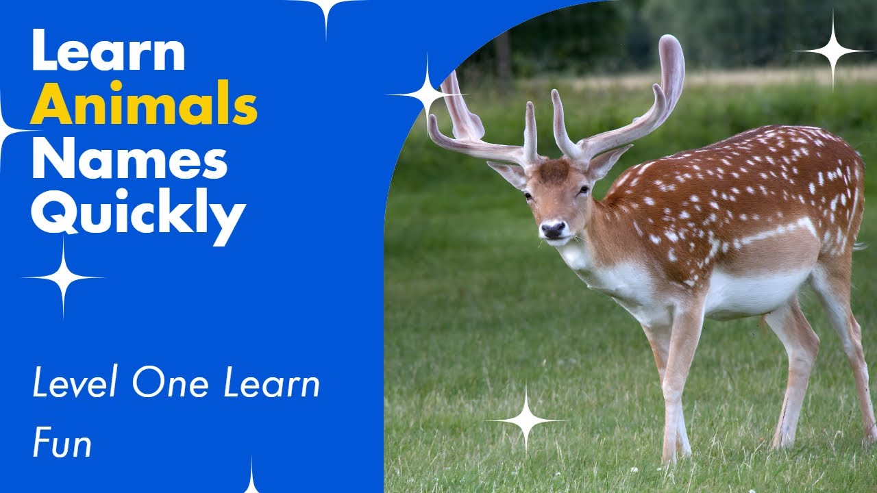 Animals Names Quickly Discover 23 Animals In English For Kids animals-names-quickly-discover-23-animals-in-english-for-kids