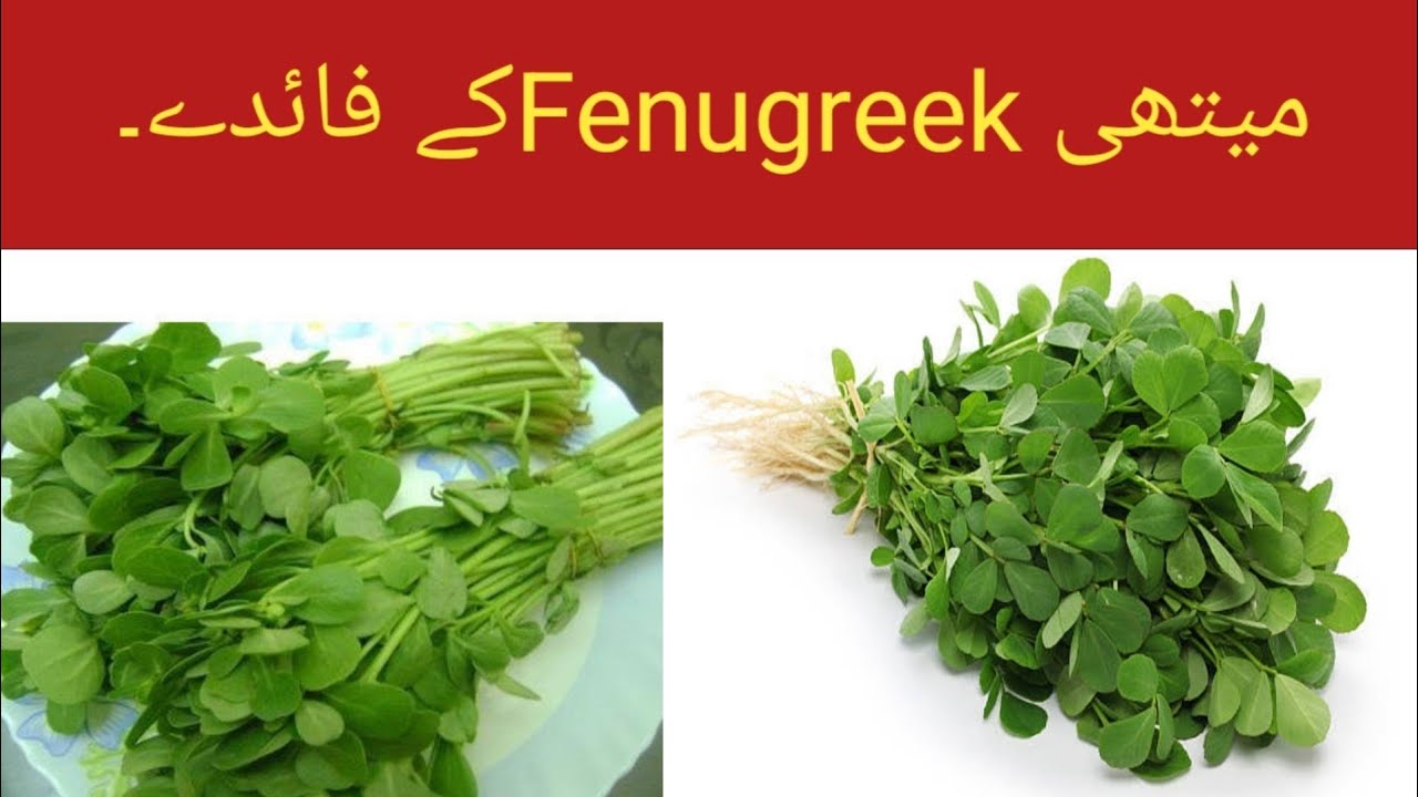 Methi/fenugreek leaves health benefits for men & women | Mahjbeen ...