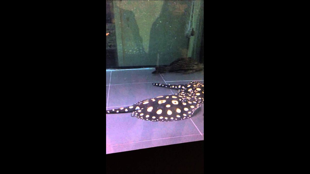 Black Diamond Rays P13 im Beijing - YouTube