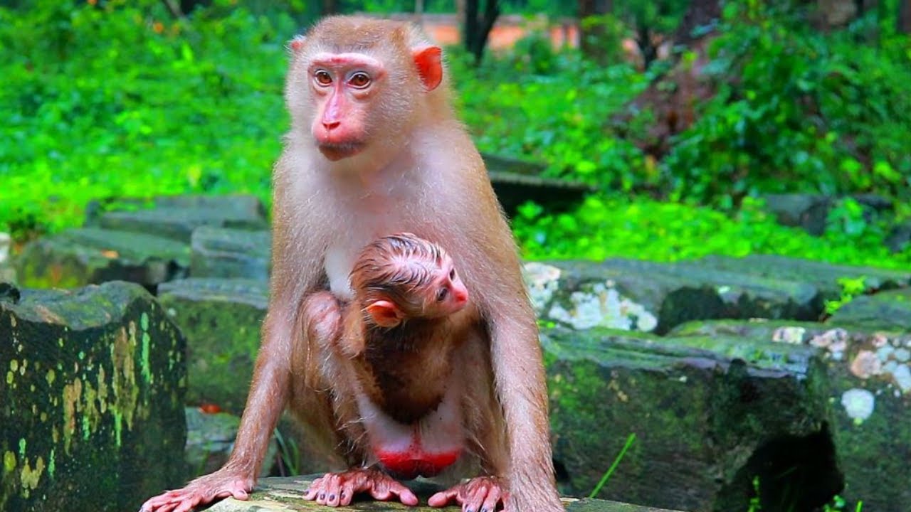 YOUNG MOTHER MONKEY LOY| The monkeys - YouTube