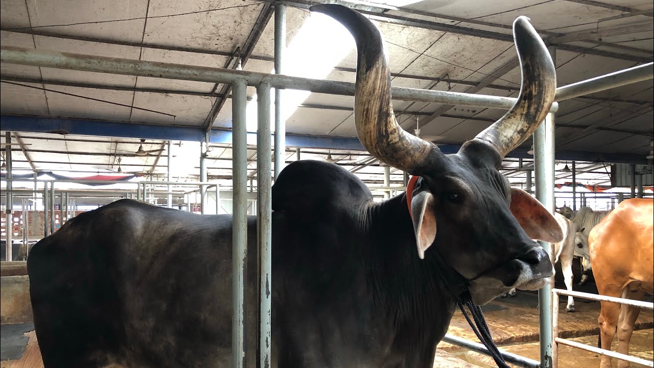 Giant Kankraj Bulls | Kurbani Eid Special | Exclusive Goru Video | Guy ...