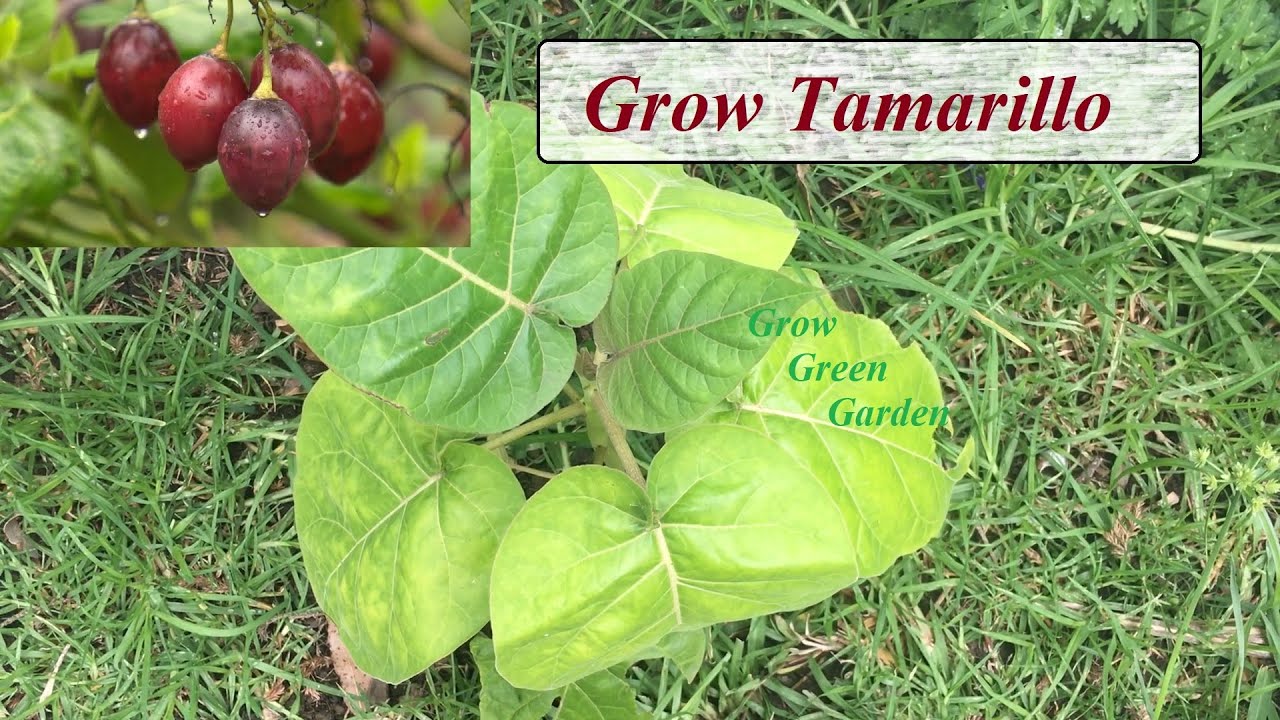 Grow Tamarillo - YouTube
