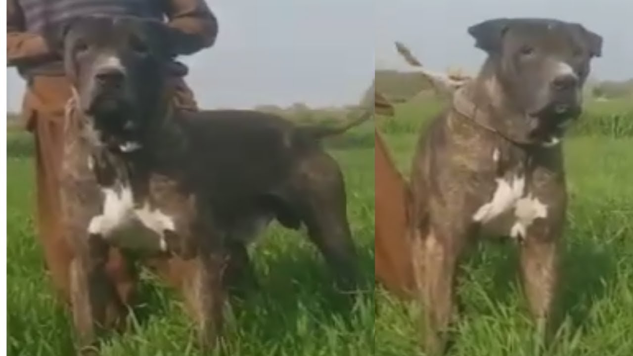Pure Bully Kutta of Pakistan - YouTube