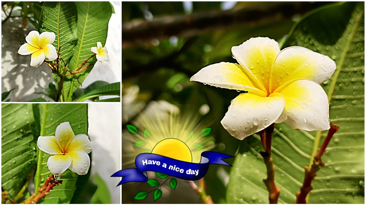 Champa (Plumeria) care and tips || Yearly flowering plant || easy and ...