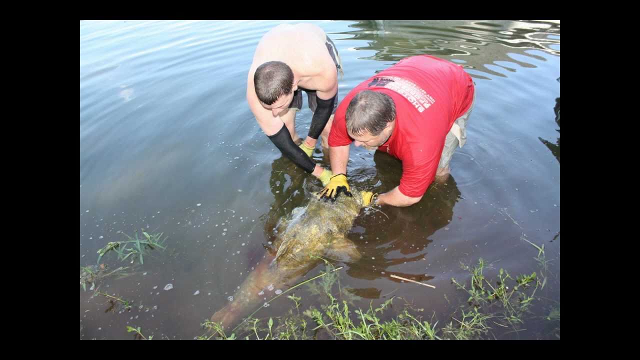 HUGE Flathead Caught by Hand - YouTube
