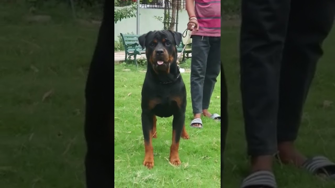 Strongest Rottweiler|Muscular rottweiler|Primo Imperium bloodline - YouTube