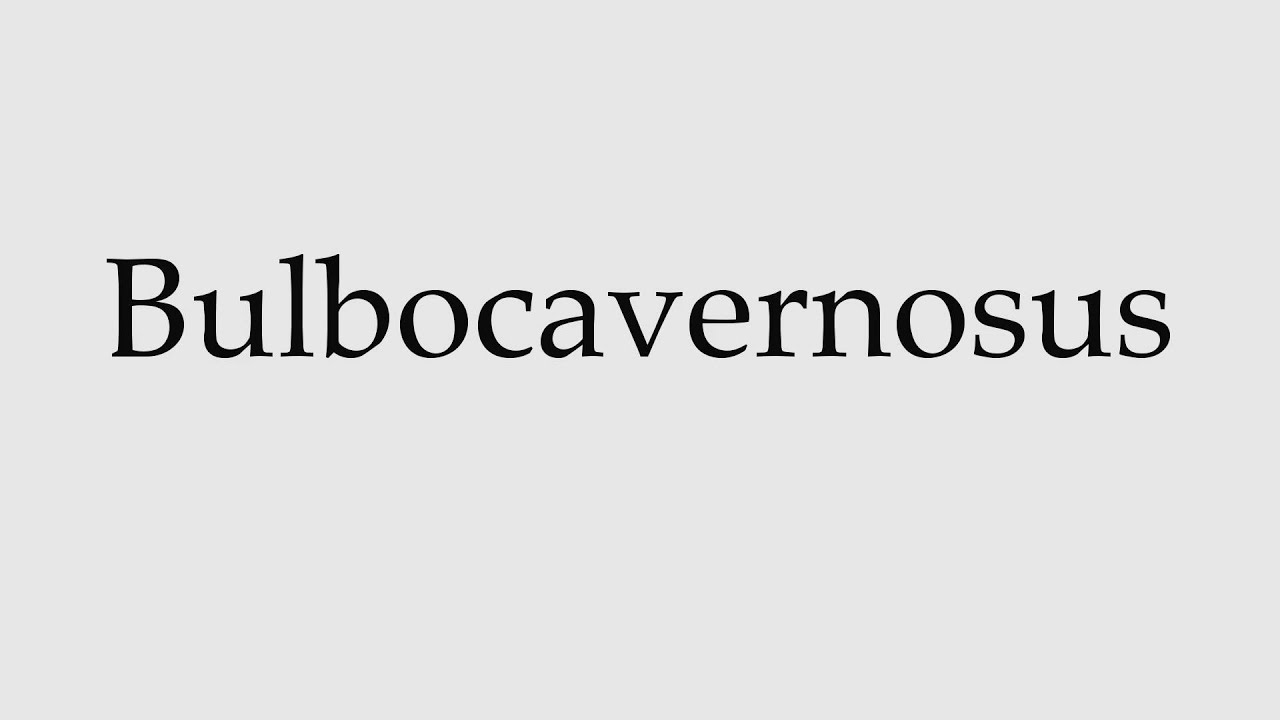 Bulbocavernosus