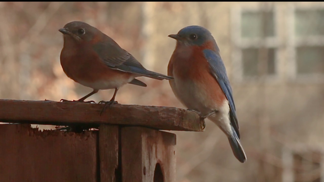 American Bluebird - Sialia sialis - YouTube