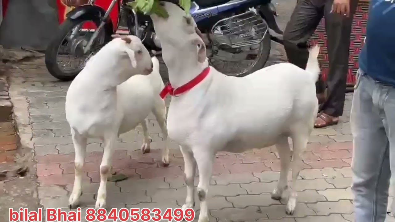 Masha Allah beautiful heavy weight top class quality Bakra Barbara jodi ...