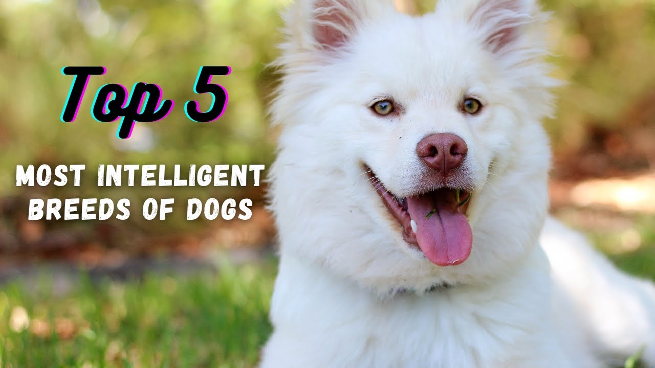 Top 5 Most Intelligent Breeds of Dogs - YouTube