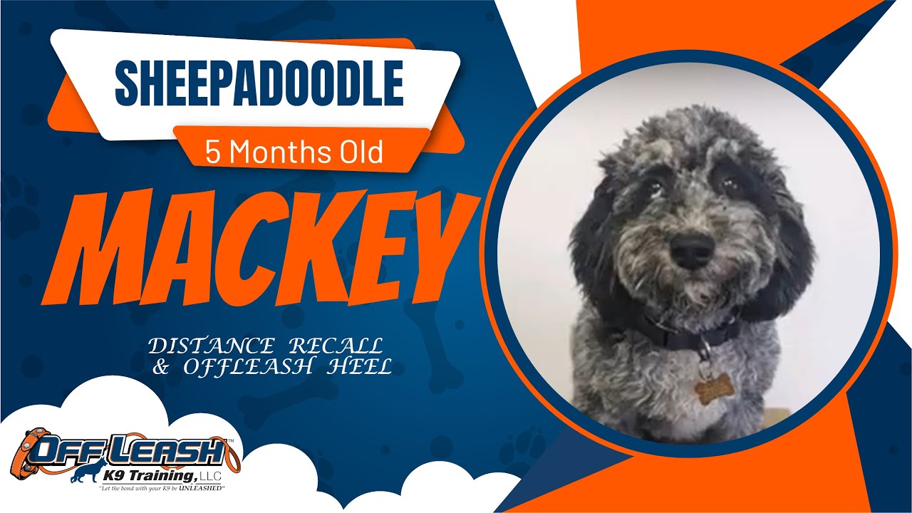 Mackey: Training Success Story! (Distance Recall and Offleash heel ...