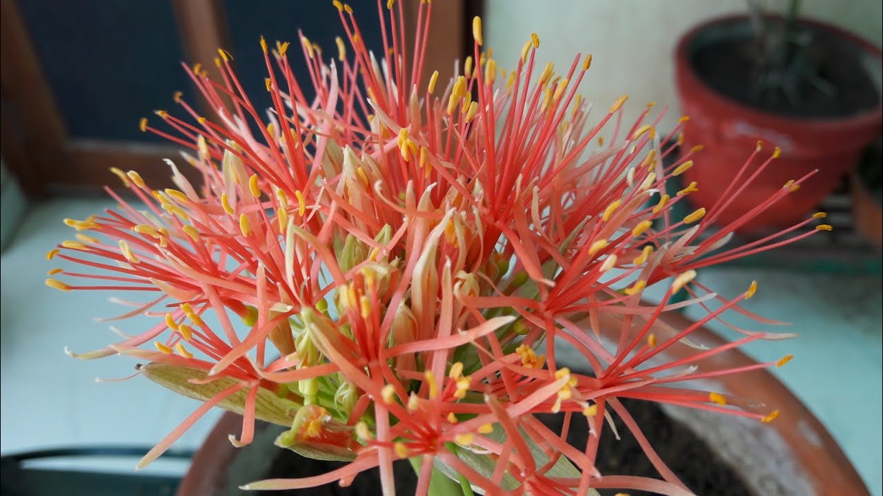 Care of Football Lily Plant || फुटबॉल लिली की देखभाल || Football Lily ...