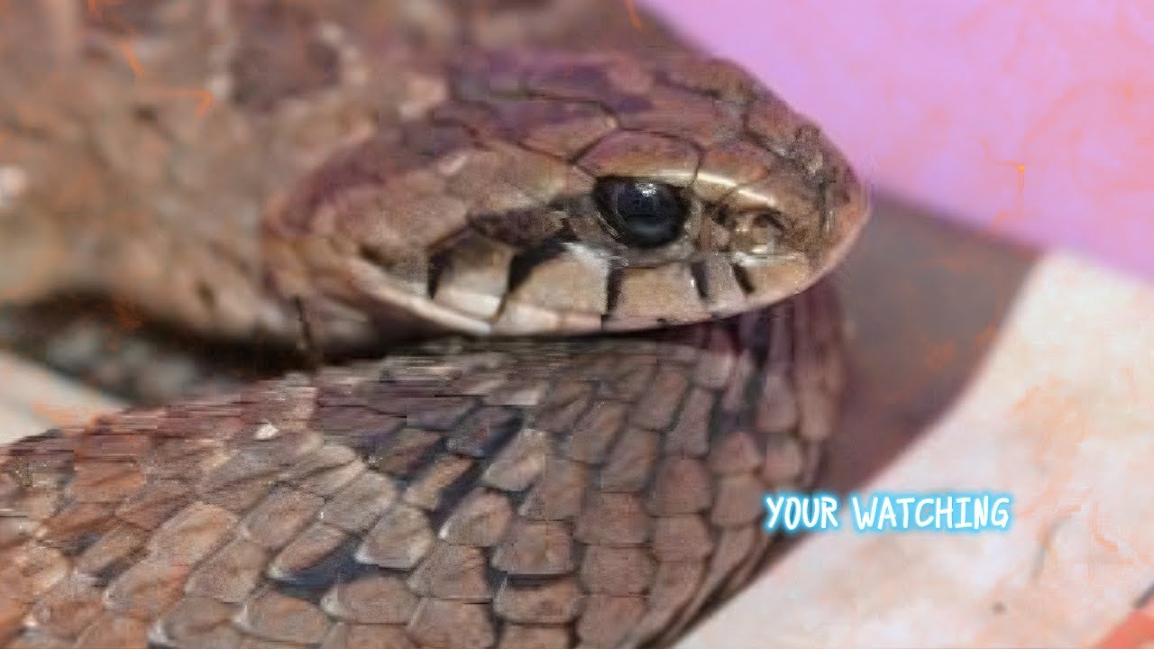 Common Night Adder - YouTube