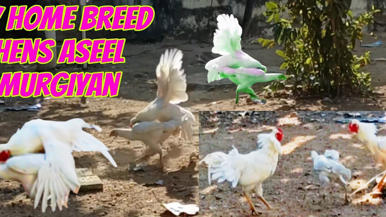కొప్పు జాతి కొల్లు Sir Taj Aseel Hens - YouTube