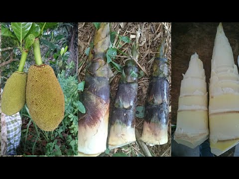 Cari sayur gratis gaes||BAMBU MUDA||REBONG - YouTube