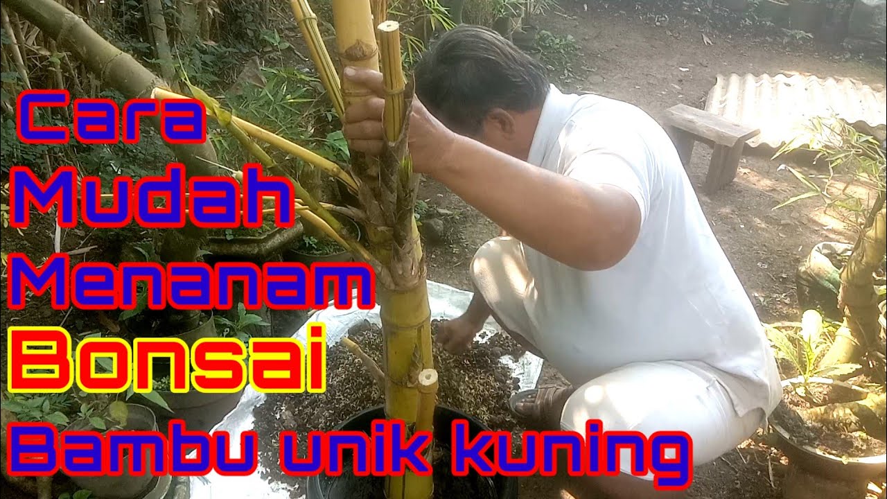Cara mudah menanam bonsai bambu kuning (@sharkpri) #bambu #bonsaibambu ...