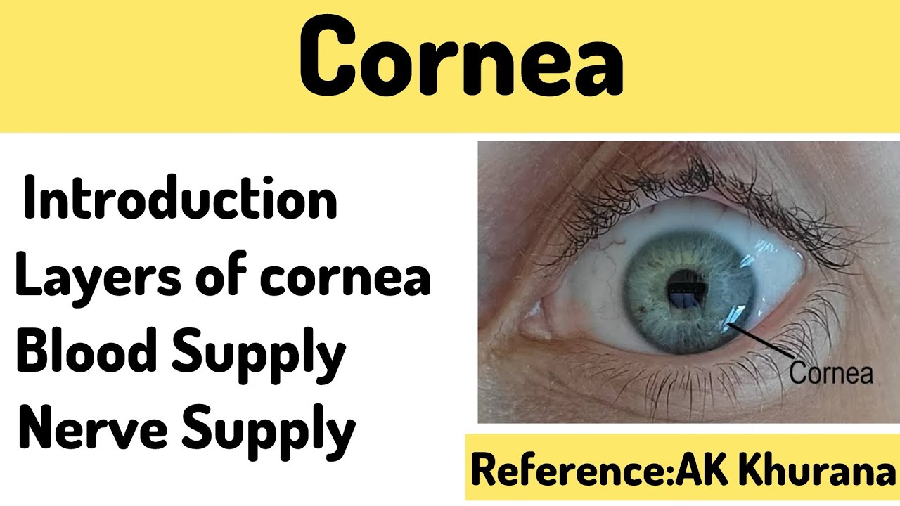 Cornea|Layers of Cornea| Blood supply|Nerve supply #Cornea #cornealayer ...