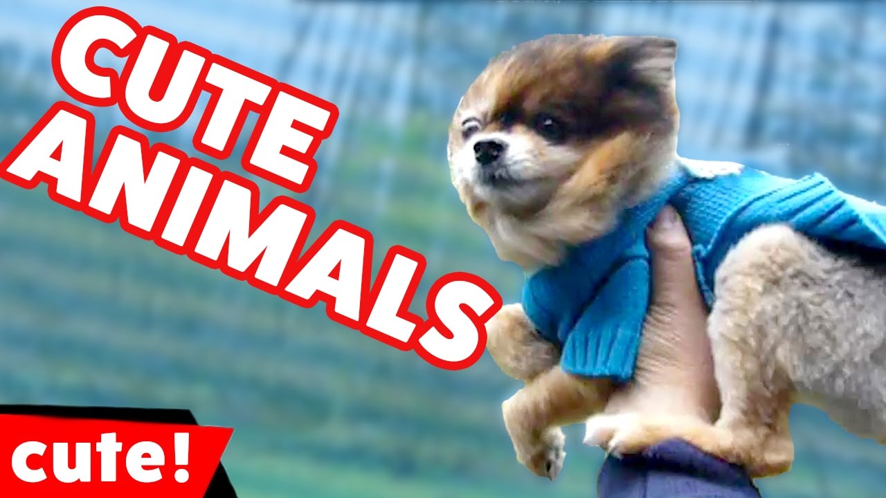 Funniest Pet Reactions & Moments Caught On Tape Compilation | Kyoot ...