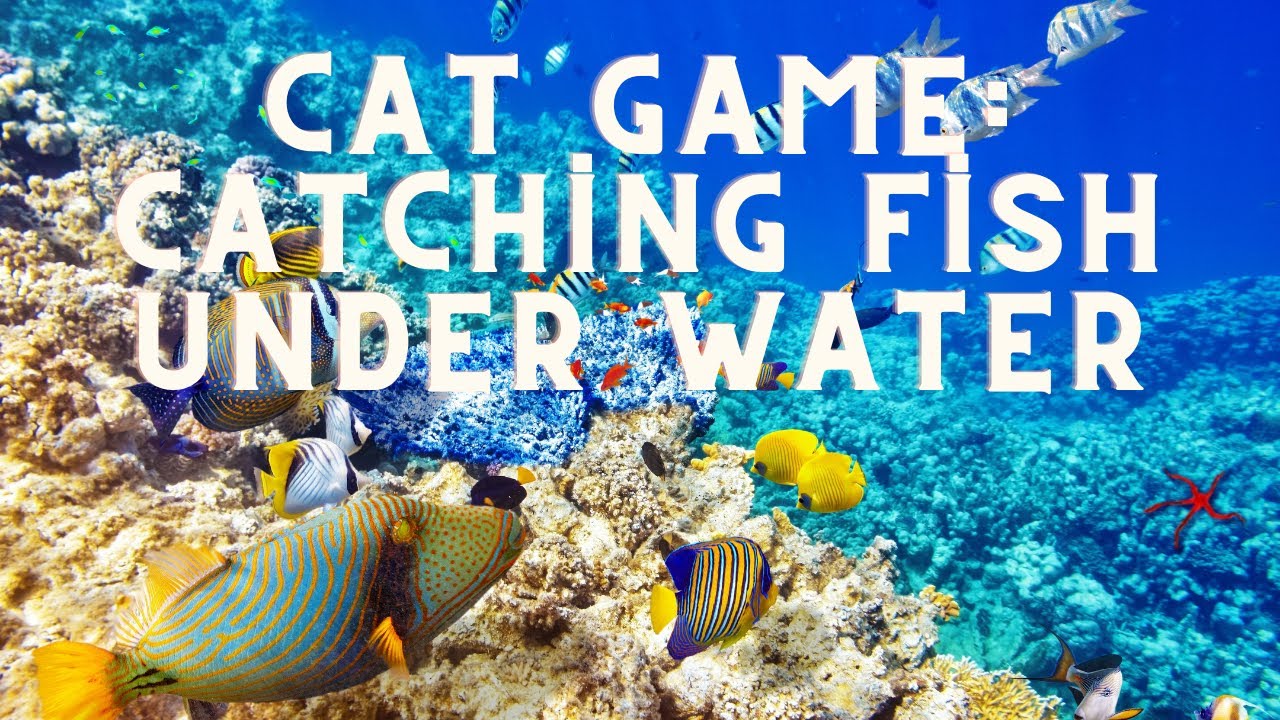 Cat Game: Catching Fish Under Water I For Cats to Watch - YouTube