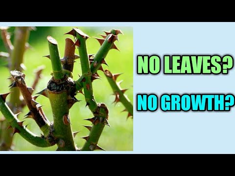 STUNTED GROWTH on Rose Plant ( Causes & Solutions) | Save dying Rose ...