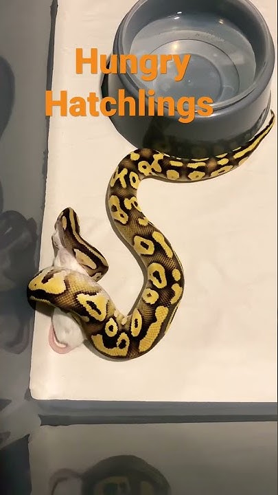 Hungry ball python hatchlings 🔥🔥👍 #shorts #ballpython - YouTube