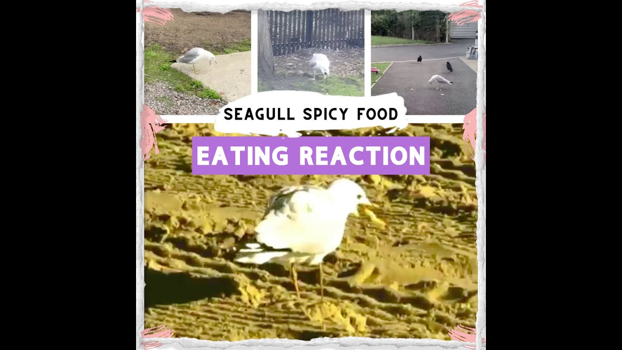 🤣🐥Funny Seagull video compilation I Hilarious spicy food eating ...