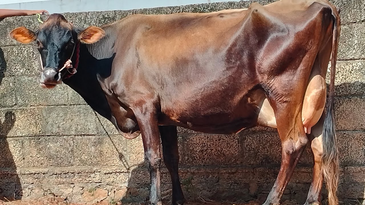 നിറ ചെന browncross(SOLDOUT)(17 to 20 ലിറ്റർ) മോഴ പശു വില്പനക്ക് #cow # ...