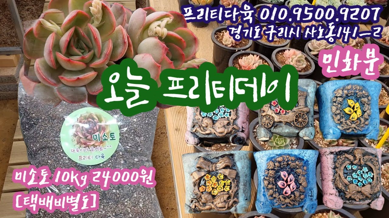 오늘은 프리티데이 예쁜 그 화분 그 다육이 입고되었어요 놀러오세요💕 프리티다육 01095009207 유료광고포함