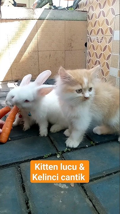 Kitten lucu dan kelinci cantik #kucing #kelinci #kucinglucu #cat #kitten #shorts - YouTube