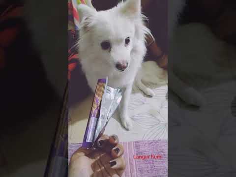 cute funny puppy  tik tok funny dog